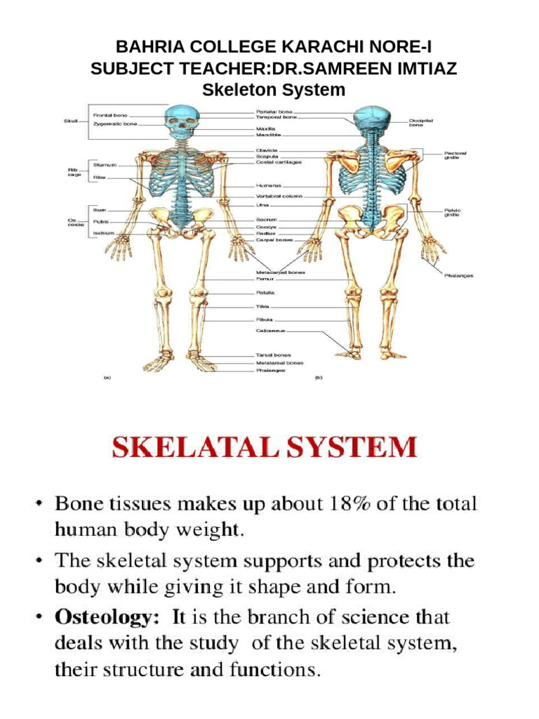 Overview of the Human Skeleton System | PDF