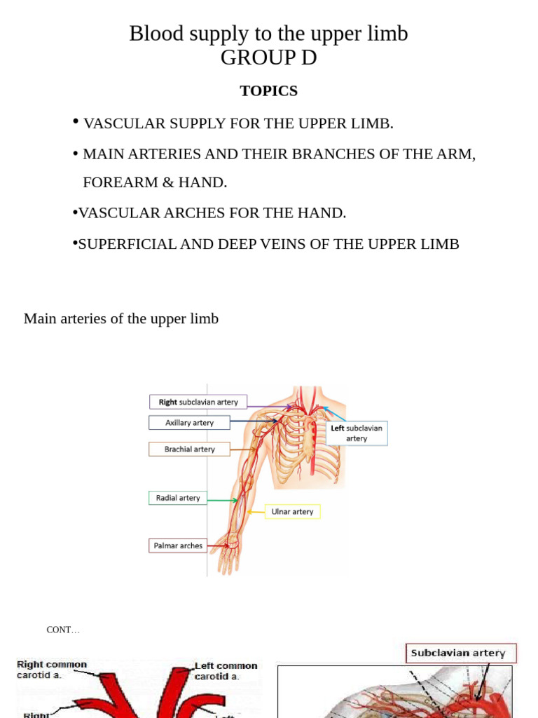 Blood_supply to upper_limb_Group_D_Final power point-1 | PDF | Hand | Thumb