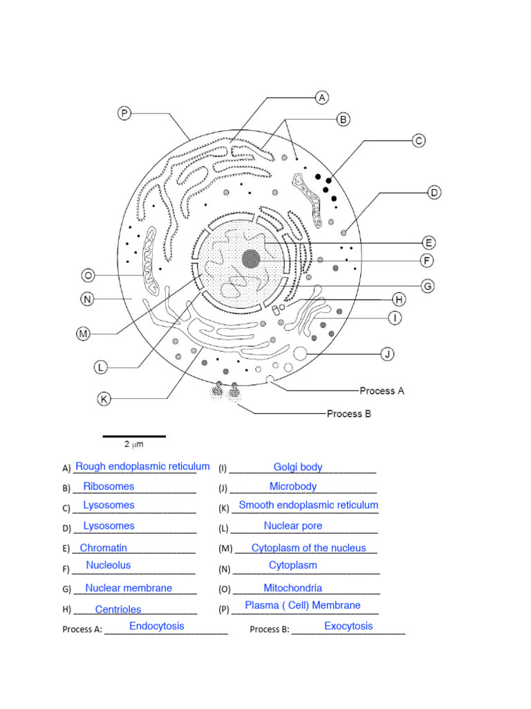 Cell Identification | PDF