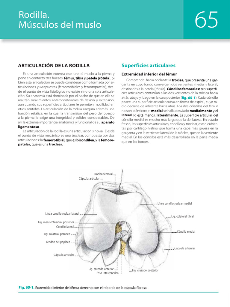 Rodilla Musculos Del Muslo | PDF | Rodilla | Articulación