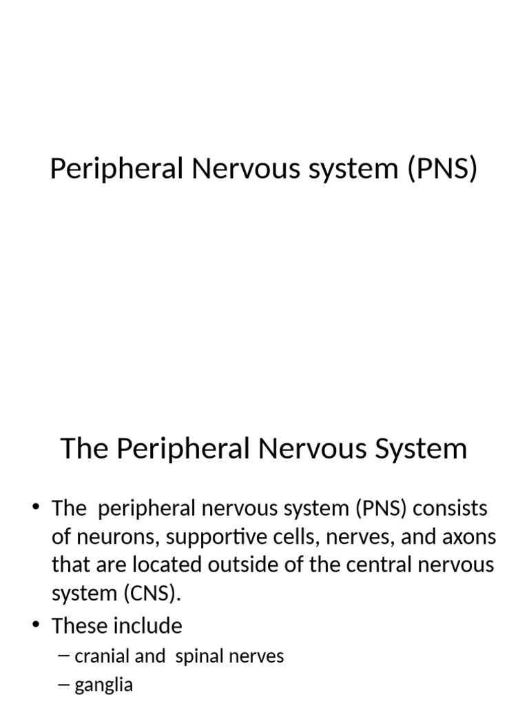 14.peripheral Nervous System | PDF