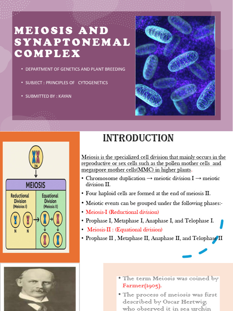 Meiosis and Synaptonemal Complex Overview | PDF | Meiosis | Mitosis
