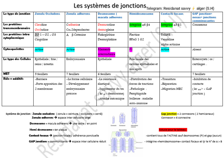 Types de jonctions cellulaires et rôles | PDF | Intégrine | Protéines