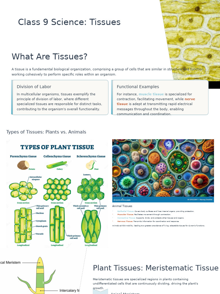 Class 9 Science Tissues | PDF | Tissue (Biology) | Human Body
