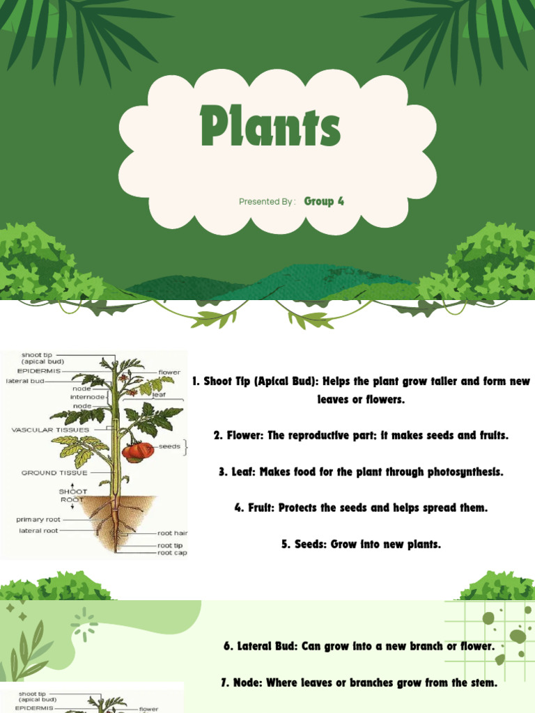 1. Shoot Tip (Apical Bud) Helps the plant grow taller and form new ...