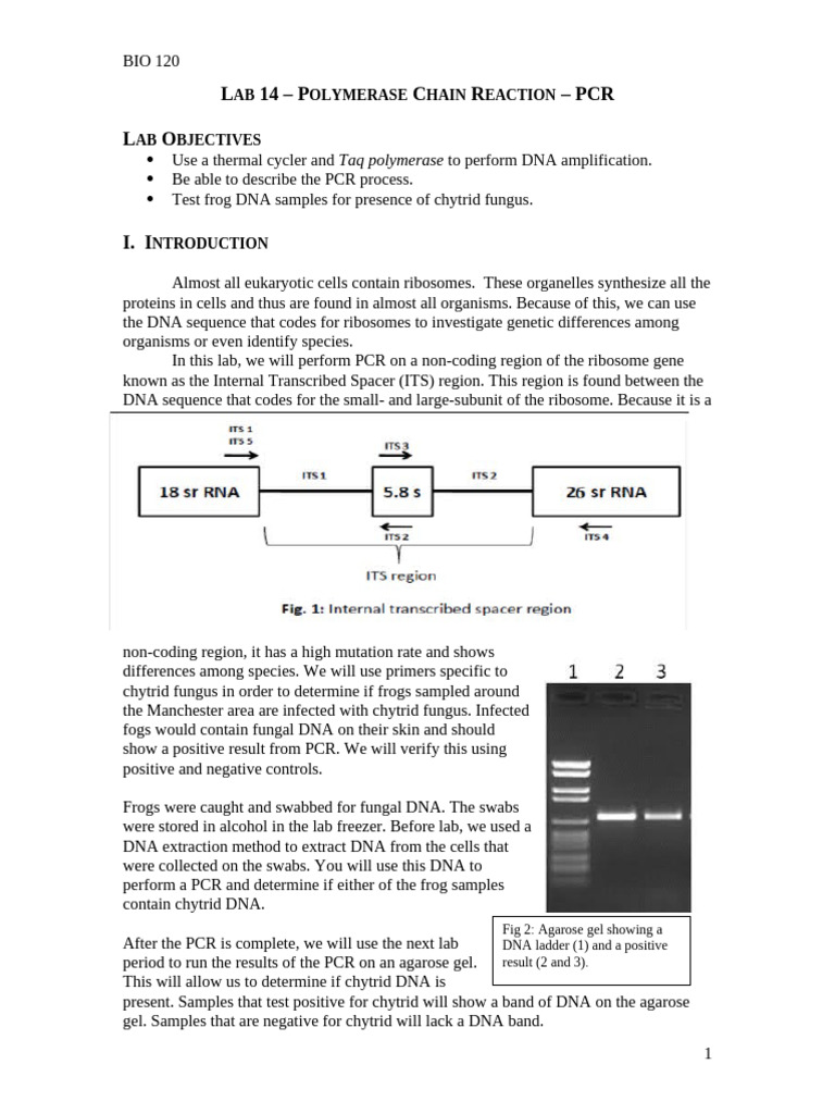 PCR Lab: Testing Frog DNA for Chytrid | PDF | Polymerase Chain Reaction ...