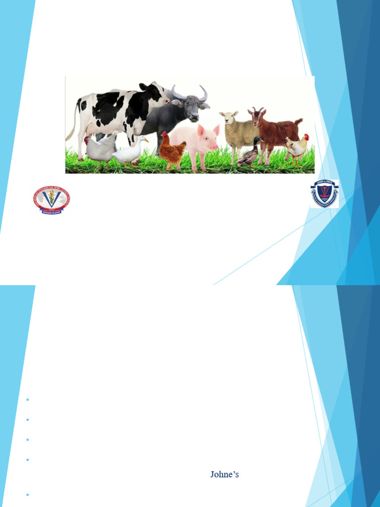 Culling and Selecting Livestock Guide | PDF | Sheep | Dairy Cattle