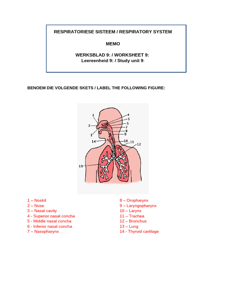Respiratory System Worksheet Overview | PDF | Lung | Larynx