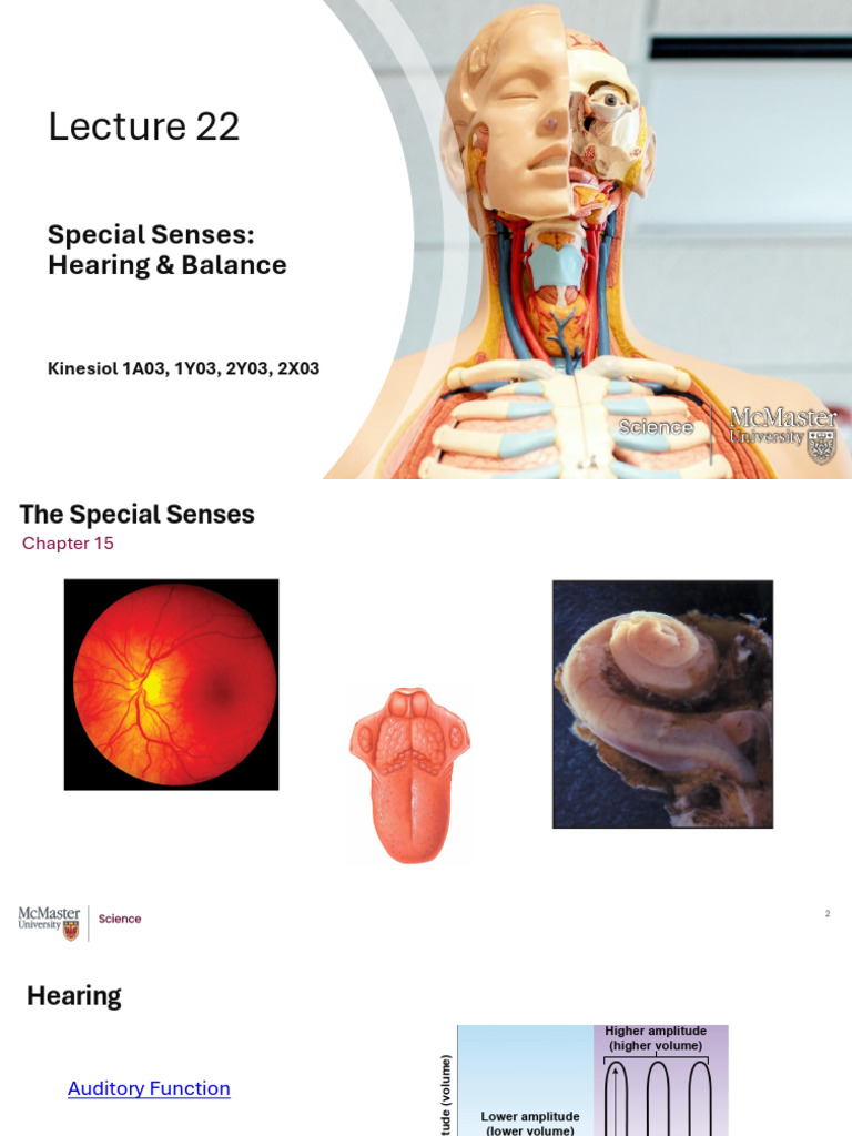 22 - Special Senses - Hearing & Balance 2025 | PDF | Ear | Auditory System