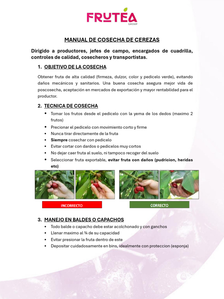 Manual de Cosecha de Cerezas: Guía Práctica | PDF | Cosecha | Fruta