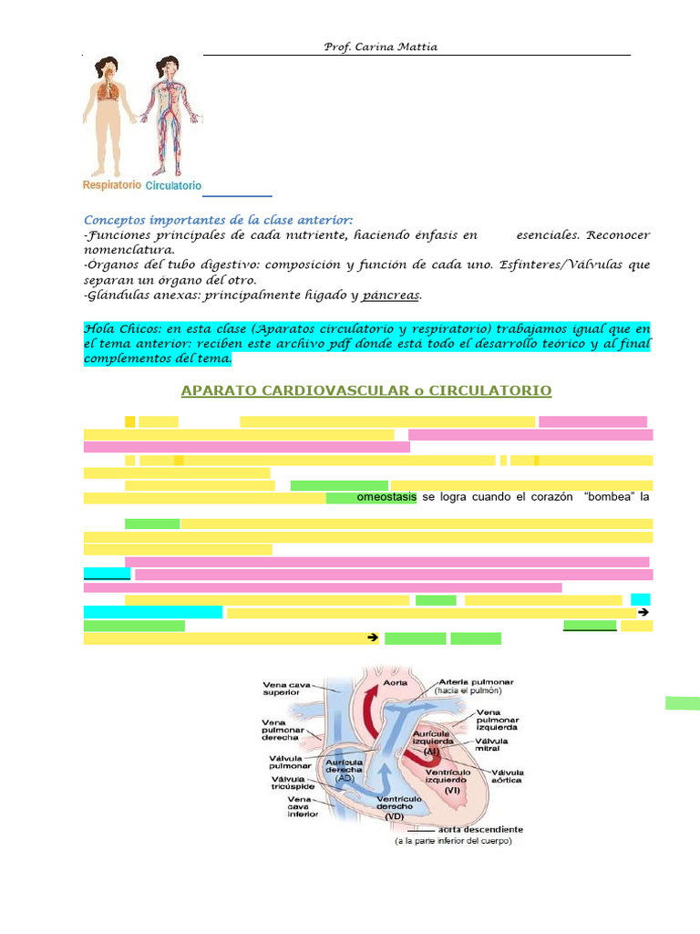 AP.circulatorio-Respiratorio Con Mis Anotaciones de Apoyo Total | PDF ...