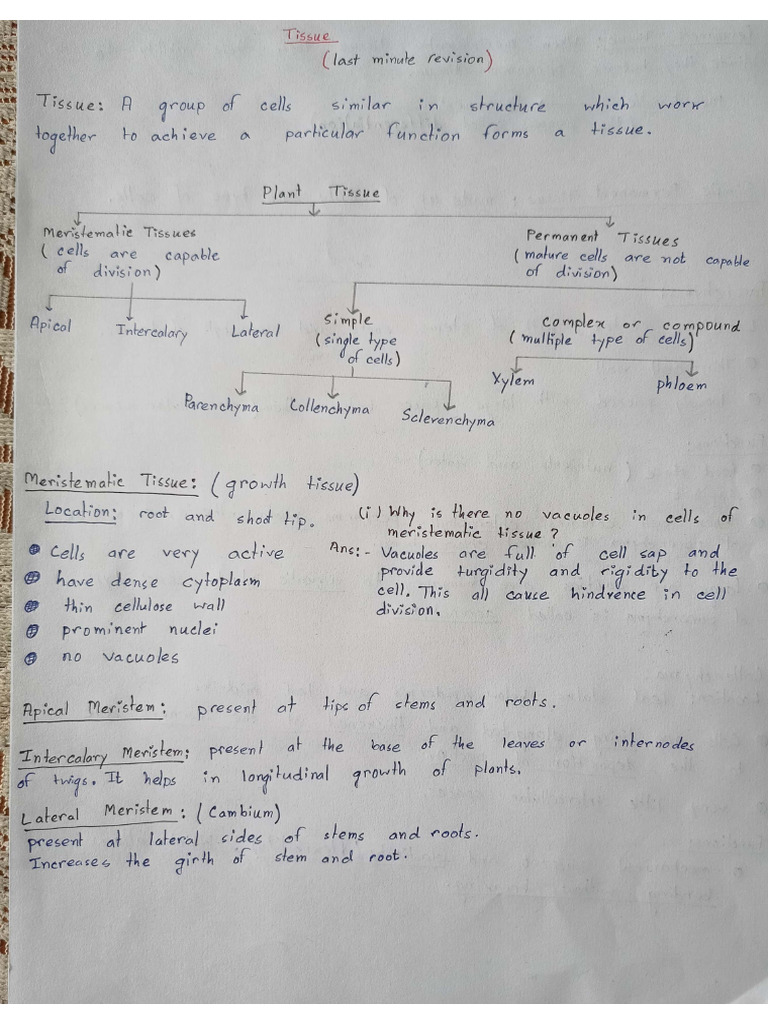 Tissue (Last Minute Revision) | PDF