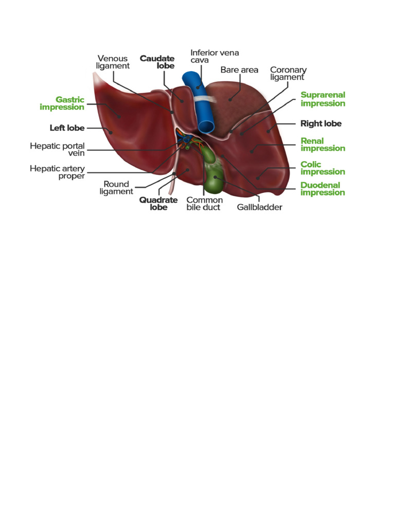 Liver Visceral Surface Onepage | PDF
