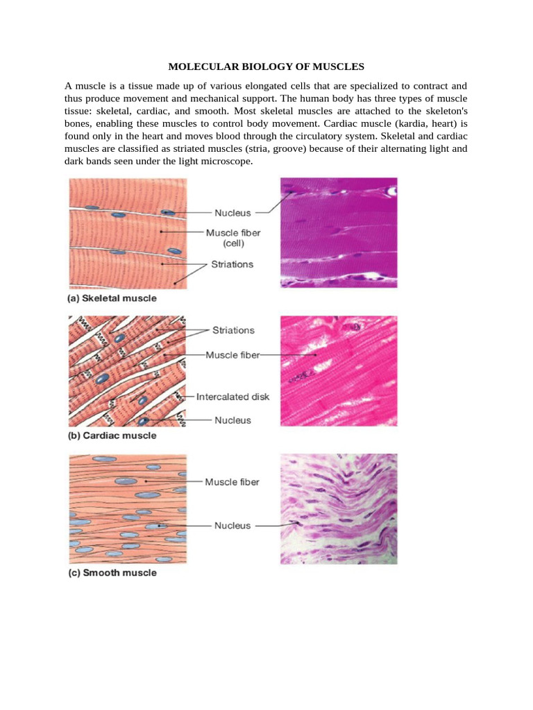 Molecular Biology of Muscles 2025 | PDF