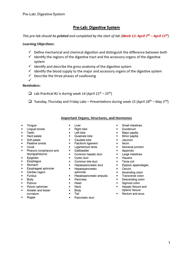 Digestive System Lab | PDF | Human Digestive System | Stomach