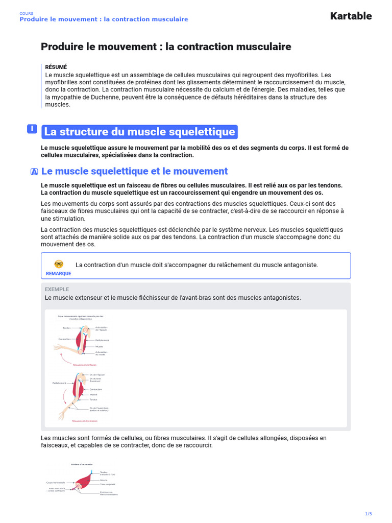 Mécanismes de la contraction musculaire | PDF