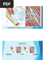 Definición y función del huso muscular | PDF | Músculo | Anatomía