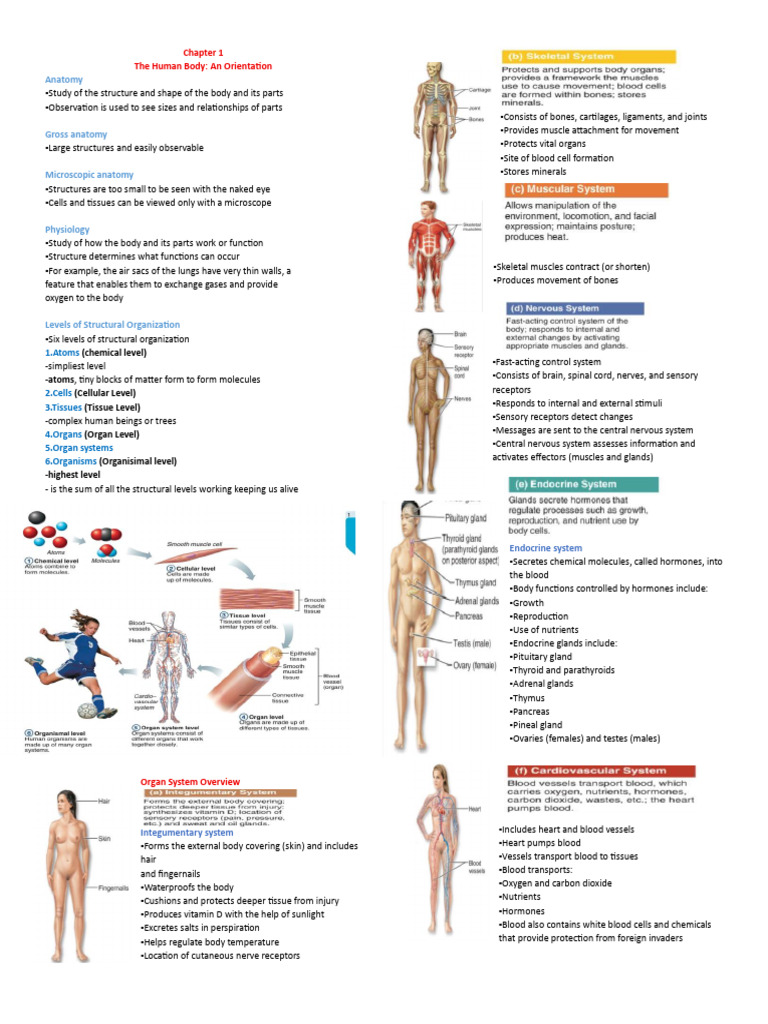 anaphy lesson 1 | PDF | Human Body | Anatomical Terms Of Location