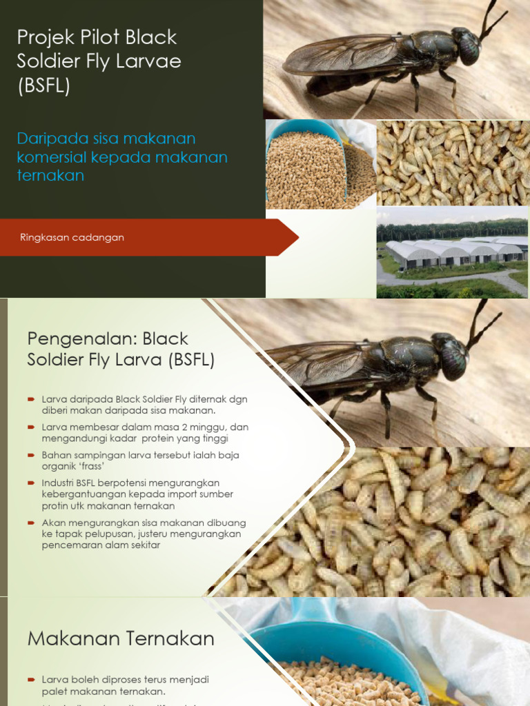 Proposal for BSFL Pilot Project | PDF