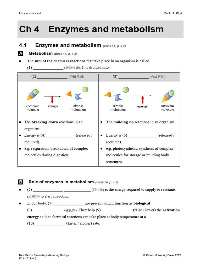 Enzymes and Metabolism Worksheet | PDF | Enzyme | Active Site