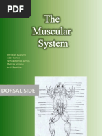 Exploring The Body System of The Carabao | PDF | Respiratory Tract | Neuron