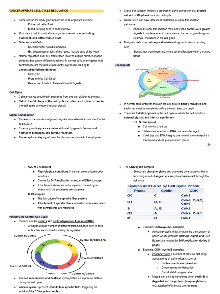 Cancer and Cell Cycle Regulation | PDF | Cell Cycle | Apoptosis