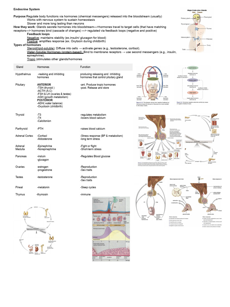 Overview of the Endocrine System | PDF | Hormone | Endocrine System