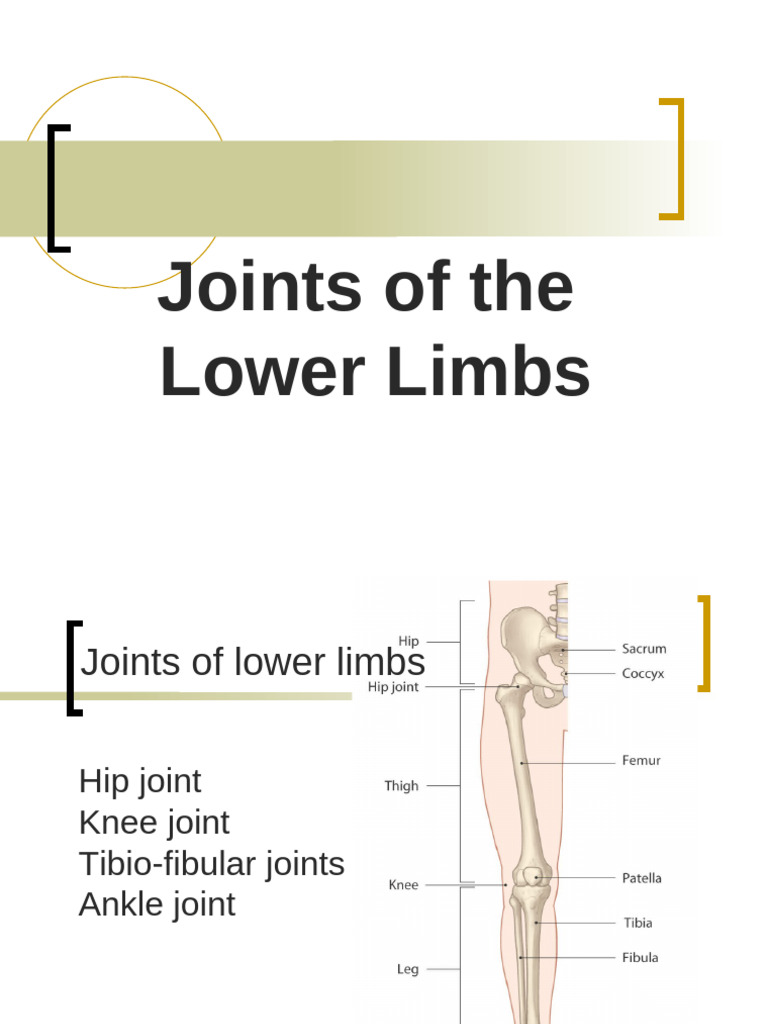 Joints of The Lower Limbs | PDF | Knee | Ankle
