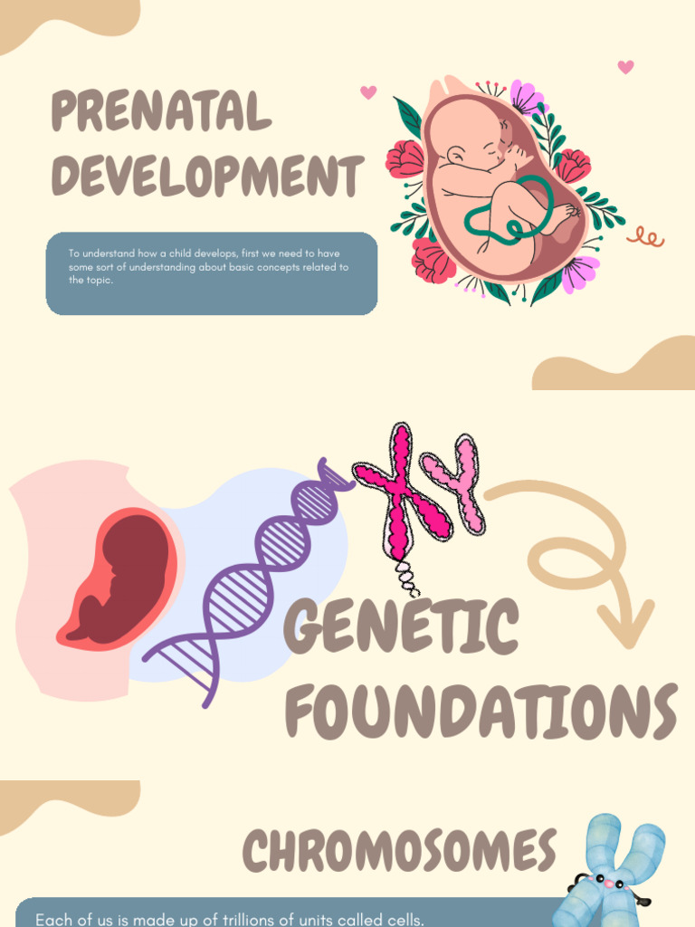Prenatal Development Presentation | PDF | Dominance (Genetics) | Allele