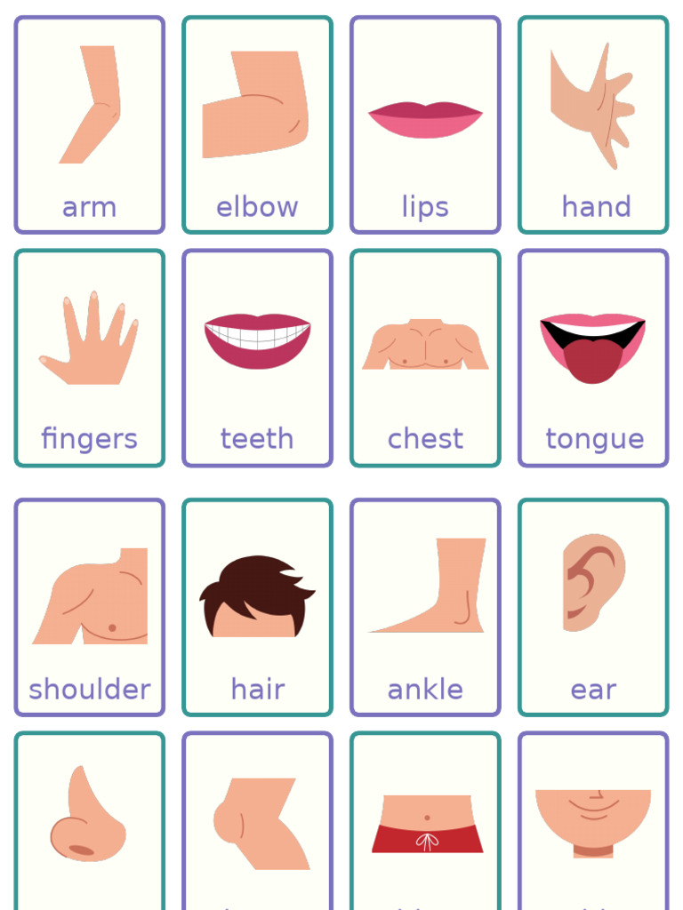 Body Parts Anatomy Flashcards | PDF