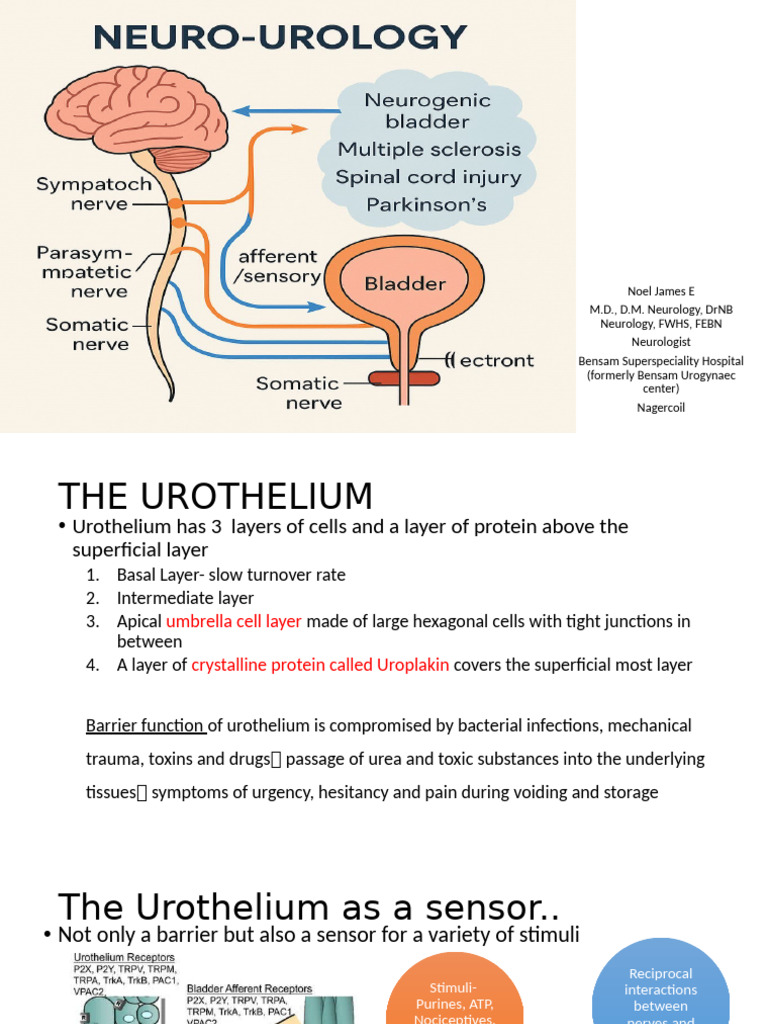 Urothelium and Bladder Function Insights | PDF | Urination | Urinary ...