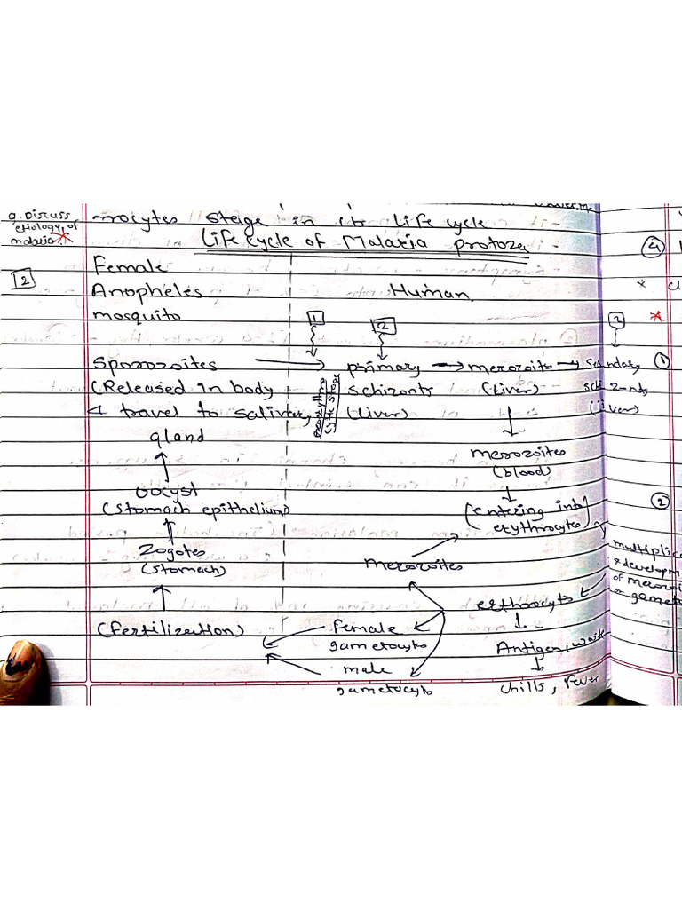 Medical Chemistry | PDF