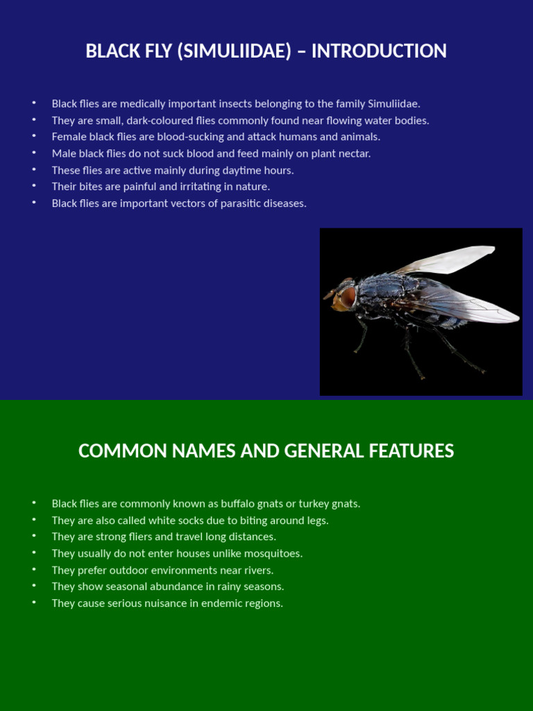 Deepak Black Fly New | PDF | Fly | Pupa
