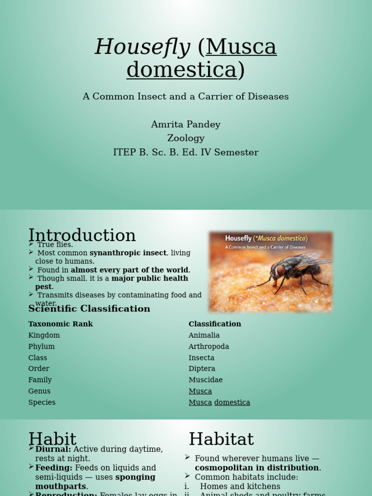 Amrita Housefly (Musca Domestica) | PDF | Fly | Diarrhea
