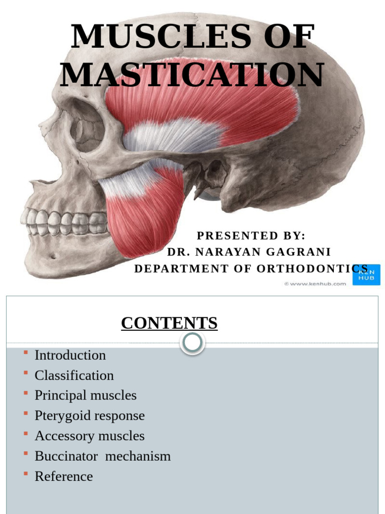 Muscles of Mastication Overview | PDF | Muscle | Musculoskeletal System