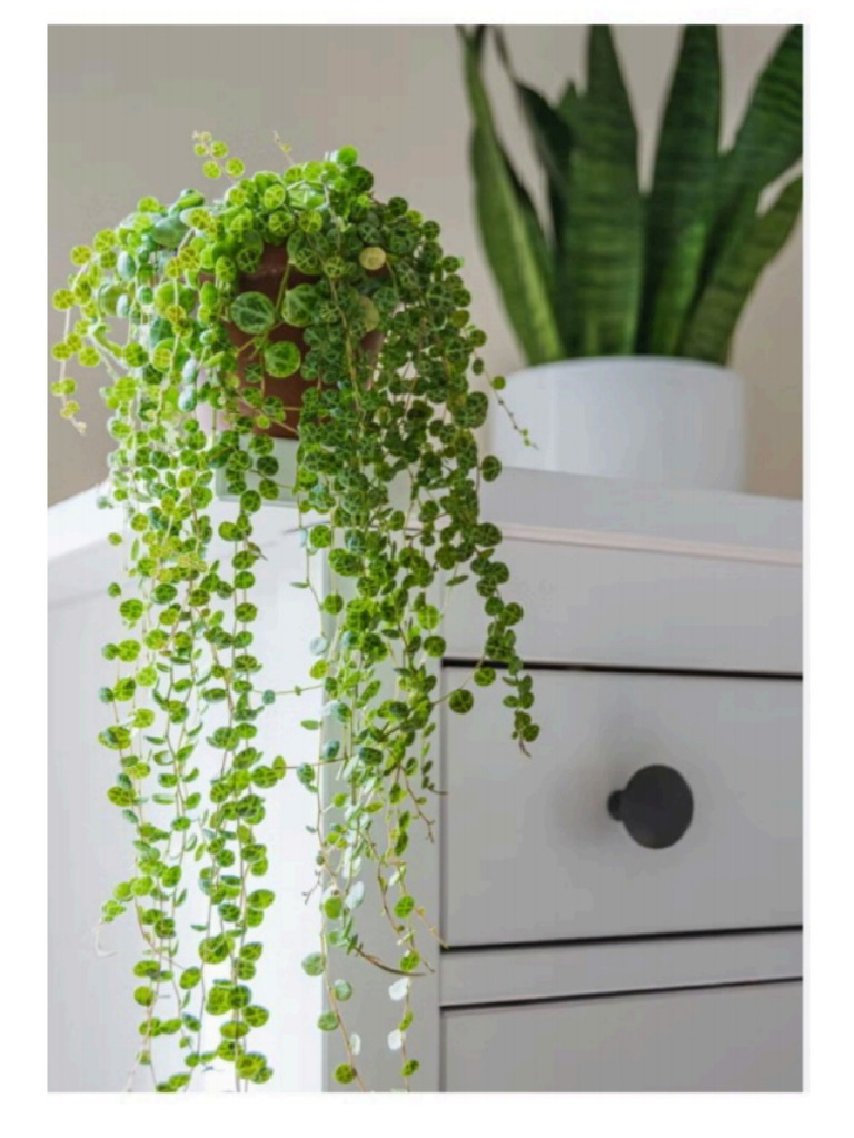 Docx_Reader-_Word__Office__PDF_20251209_20.12.51 | PDF