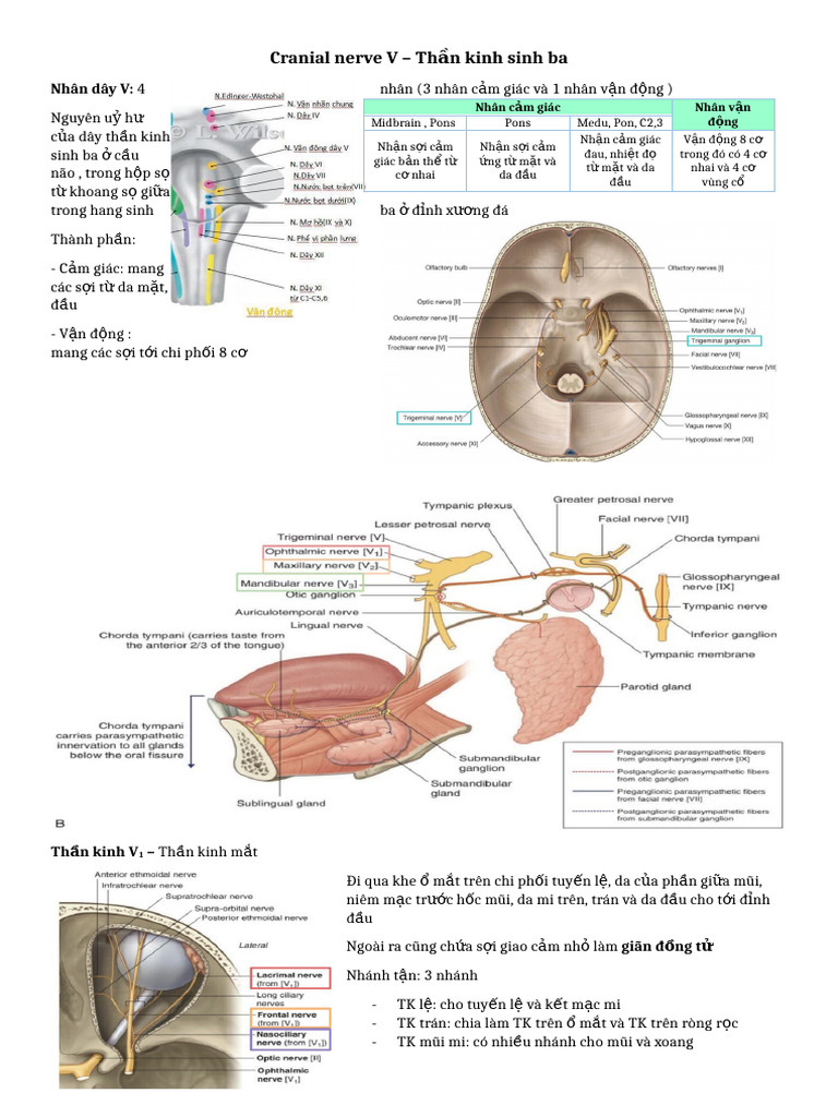 Cranial Nerve V | PDF