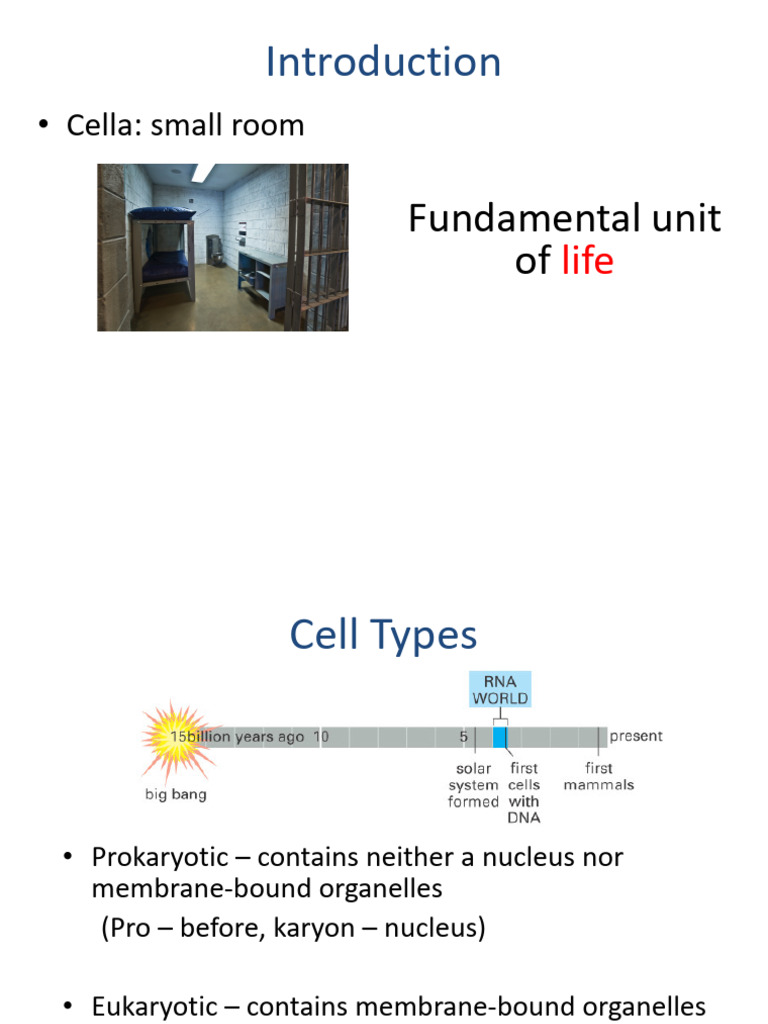 Eukaryotic Cell Structure and Functions | PDF | Endoplasmic Reticulum ...