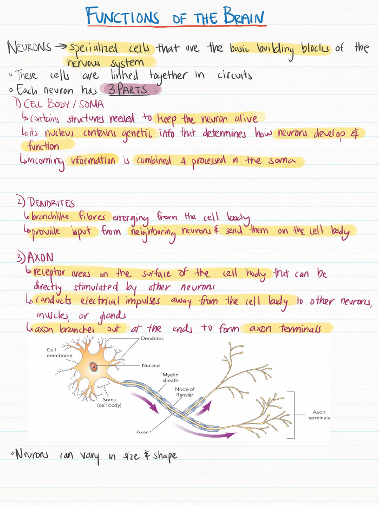 Functions of the Brain (Ch.3) | PDF