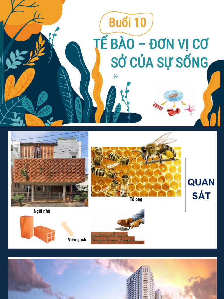 Bai 11. Te Bao - Don Vi Co Ban Cua Su Song | PDF