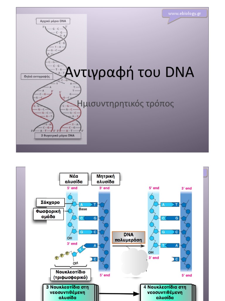 Αντιγραφή DNA | PDF