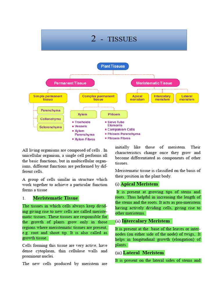 Plant Tissue Types Explained | PDF | Tissue (Biology) | Epithelium