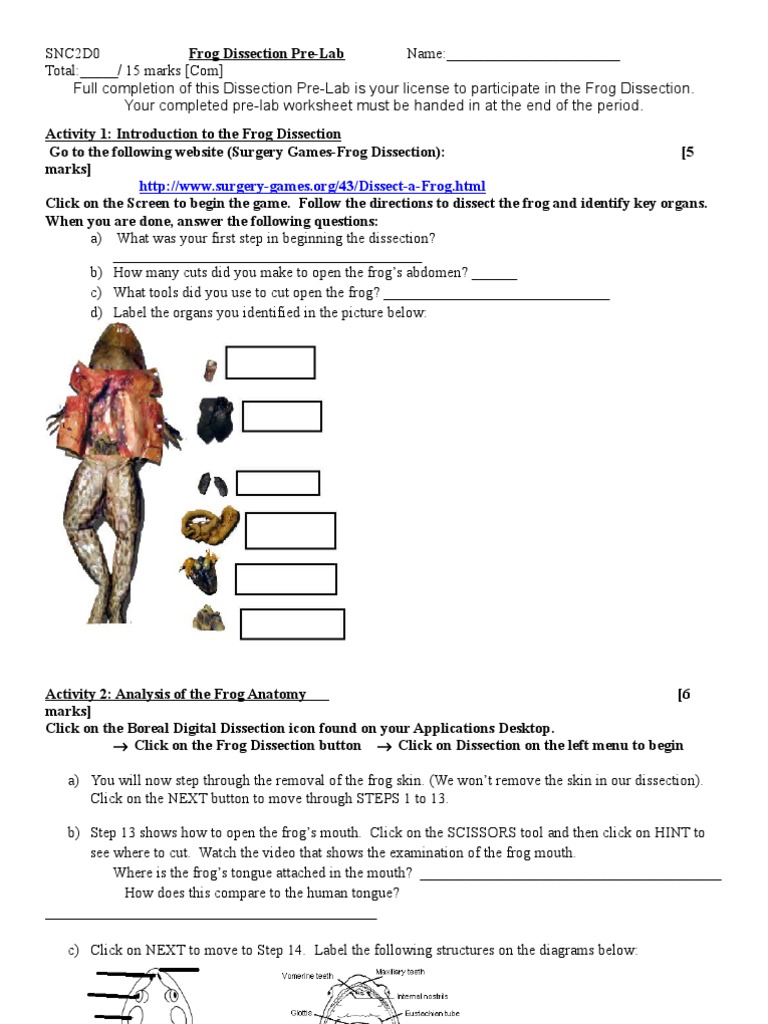 Frog Dissection Pre Lab 2 | PDF | Frog | Abdomen