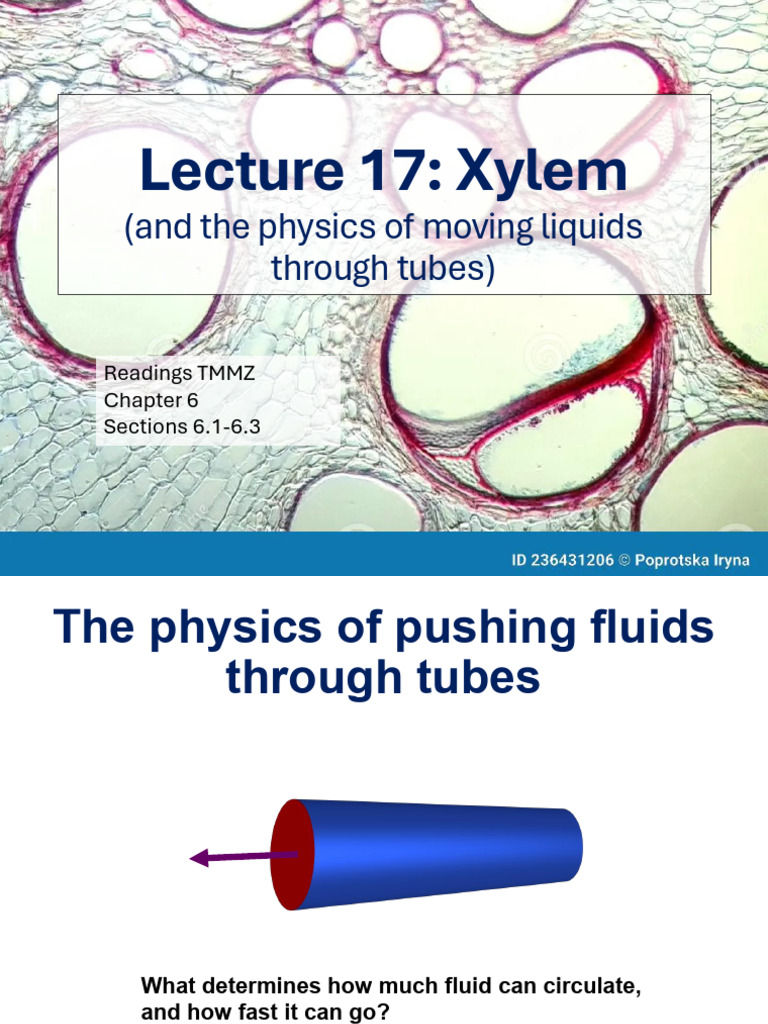 Xylem Flow Physics and Mechanics | PDF | Plants | Botany