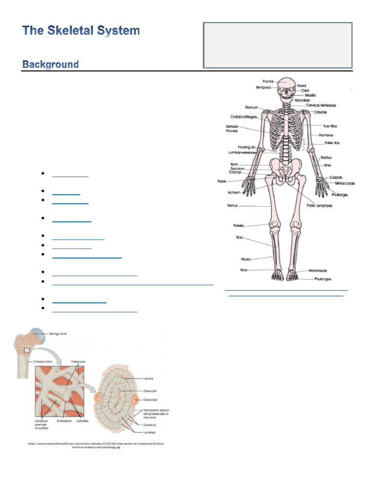 AnatomyandPhysiology Notes On Skeletal System | PDF | Bone | Osteoblast