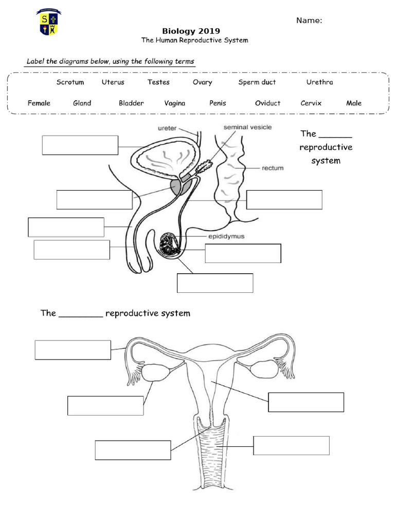 The Human Reproductive System | PDF