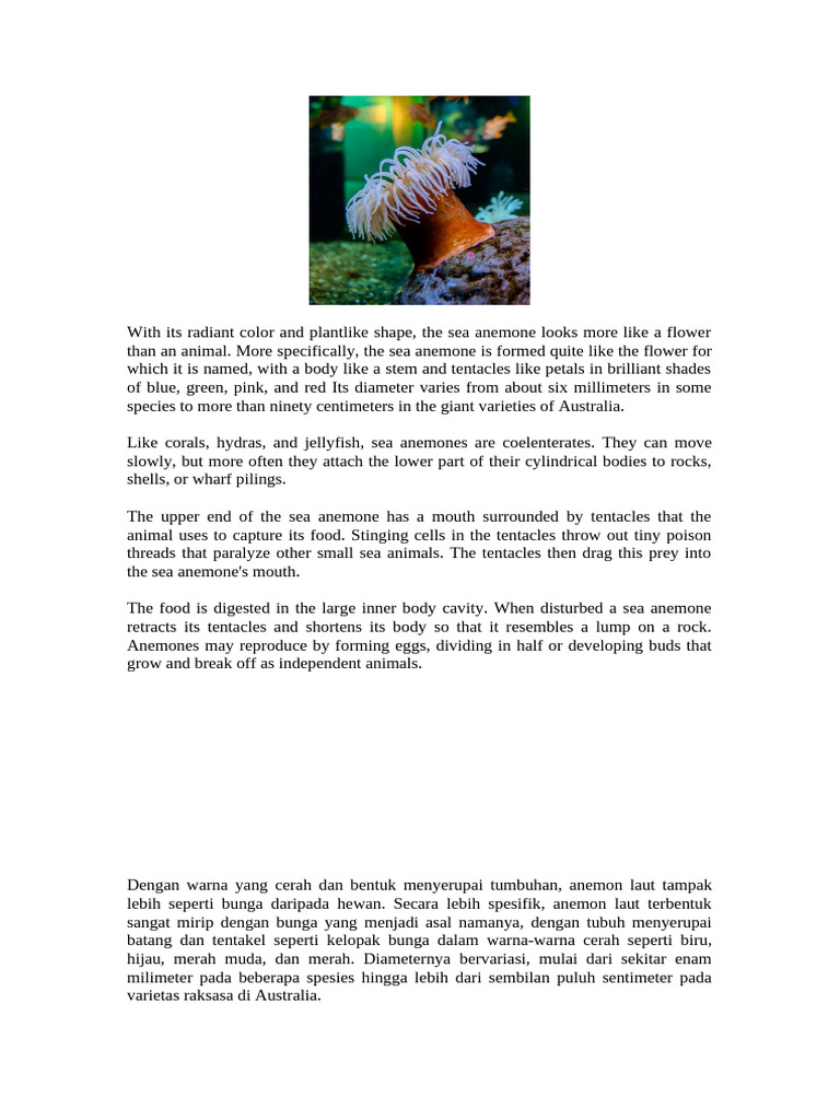Latihan Ila Anemon | PDF | Tentacle