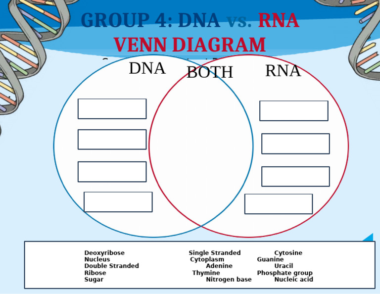 DNA vs. RNA Venn Diagram Guide | PDF