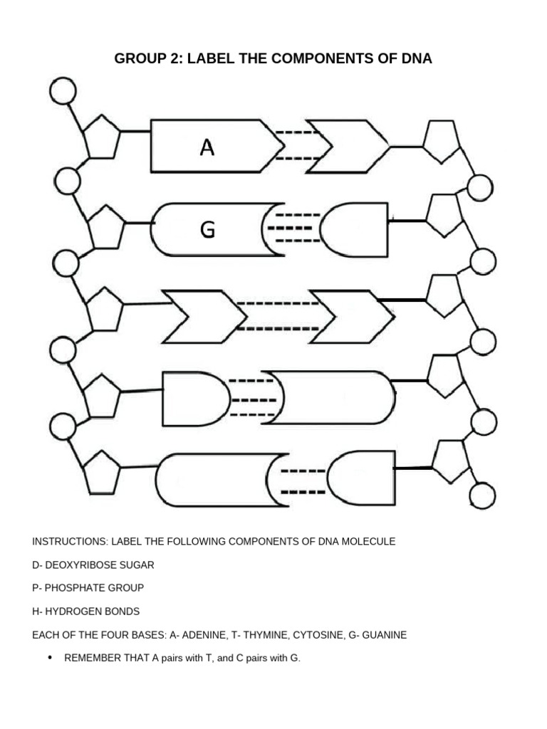 Labeling DNA Components Guide | PDF
