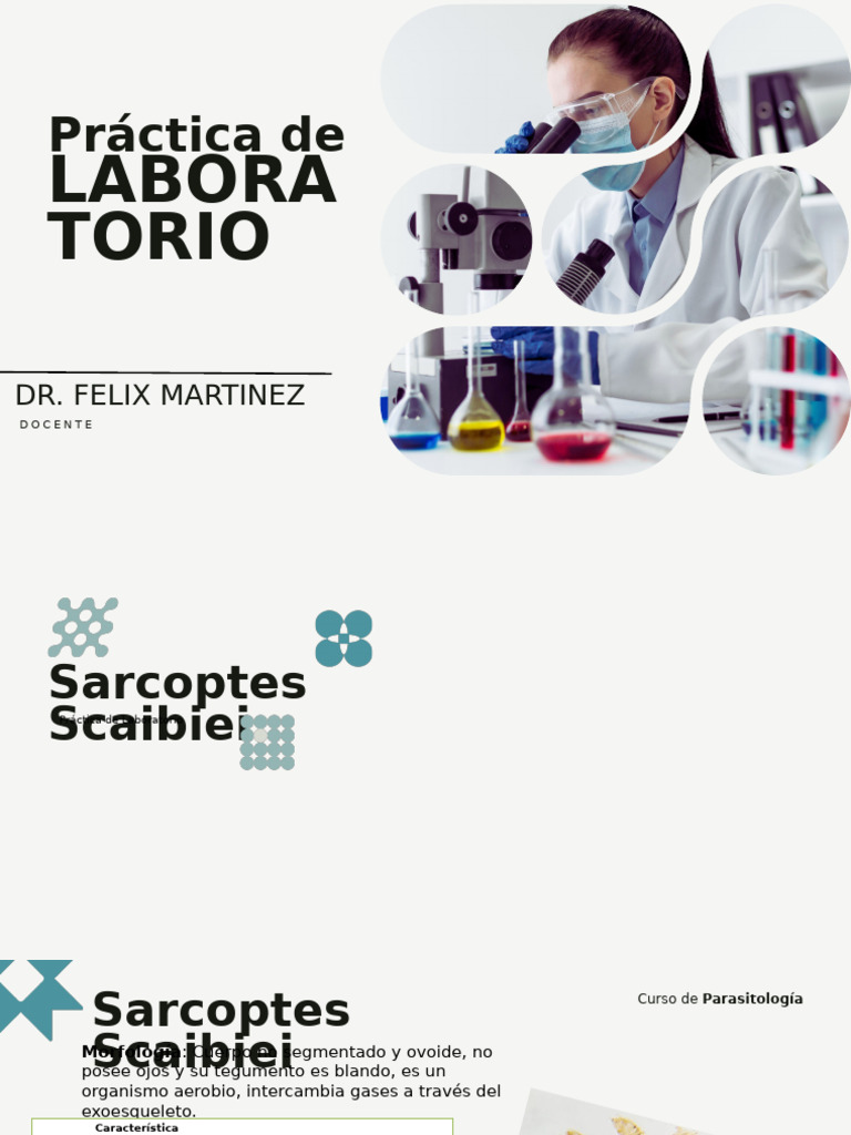 Sarcoptes, Loxosceles, Latrodectus | PDF | Araña | Artrópodos